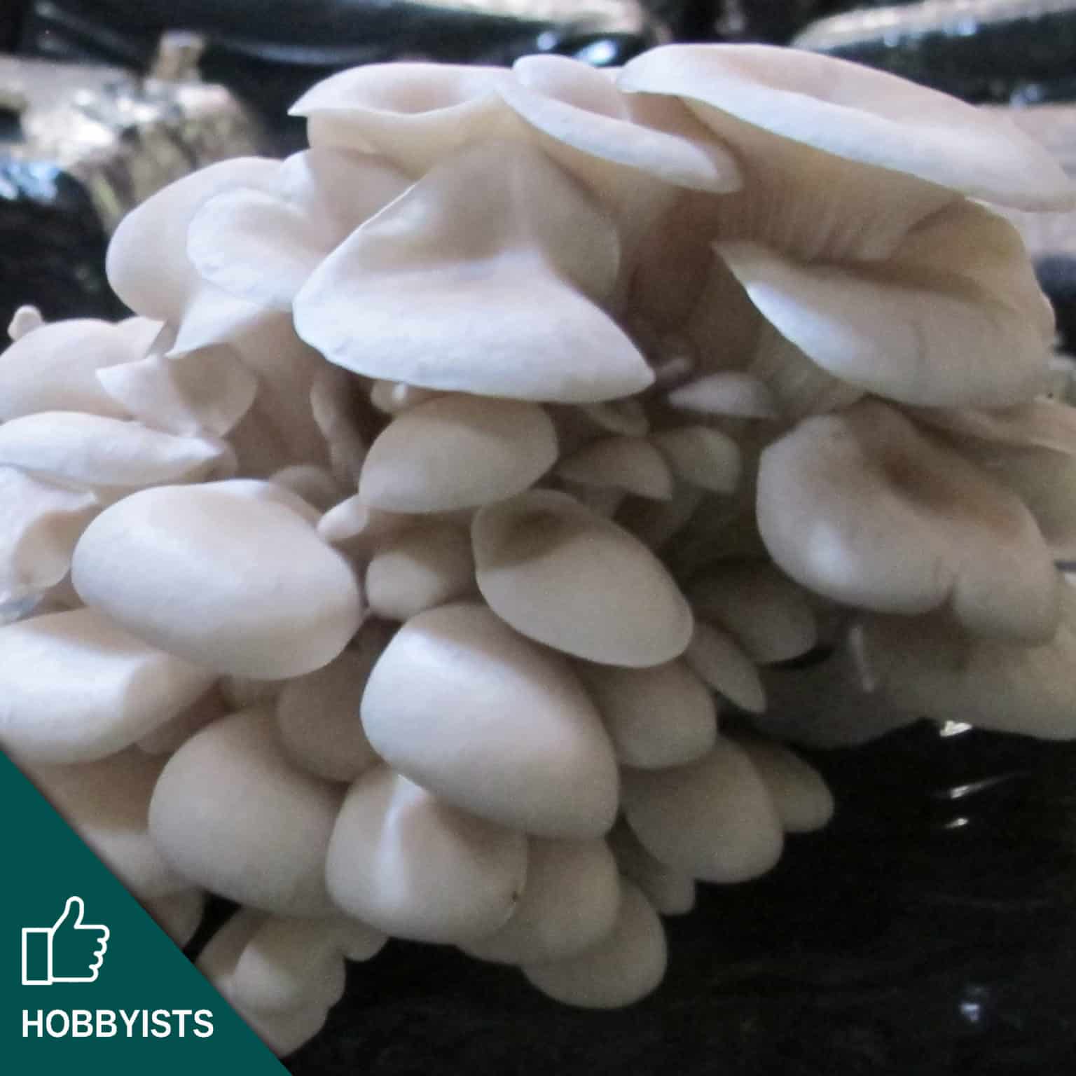 M2125 Pleurotus ostreatus var. florida | Mycelia