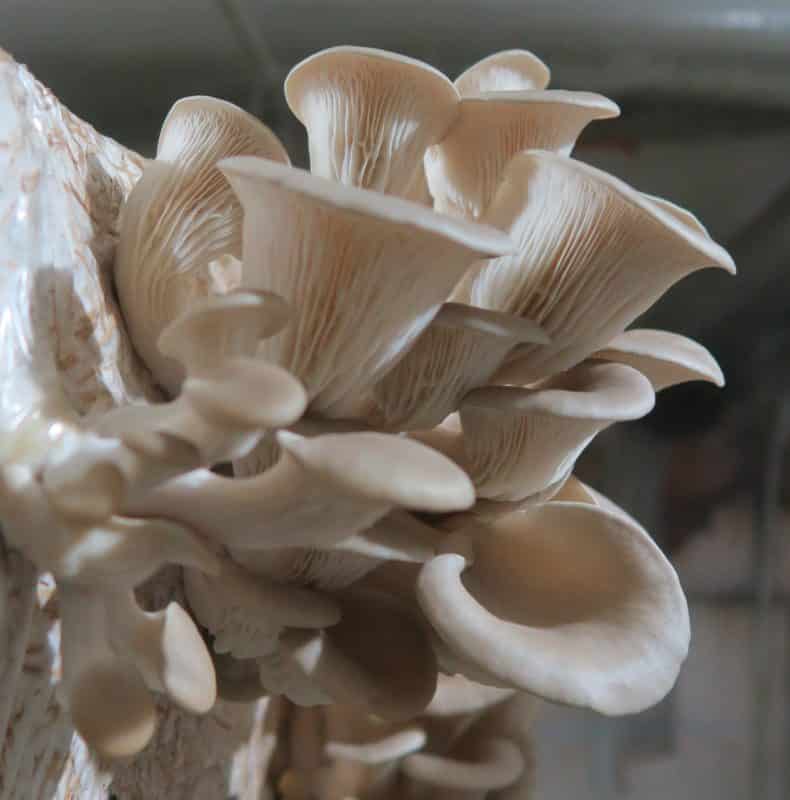 M2153 Pleurotus ostreatus | Mycelia