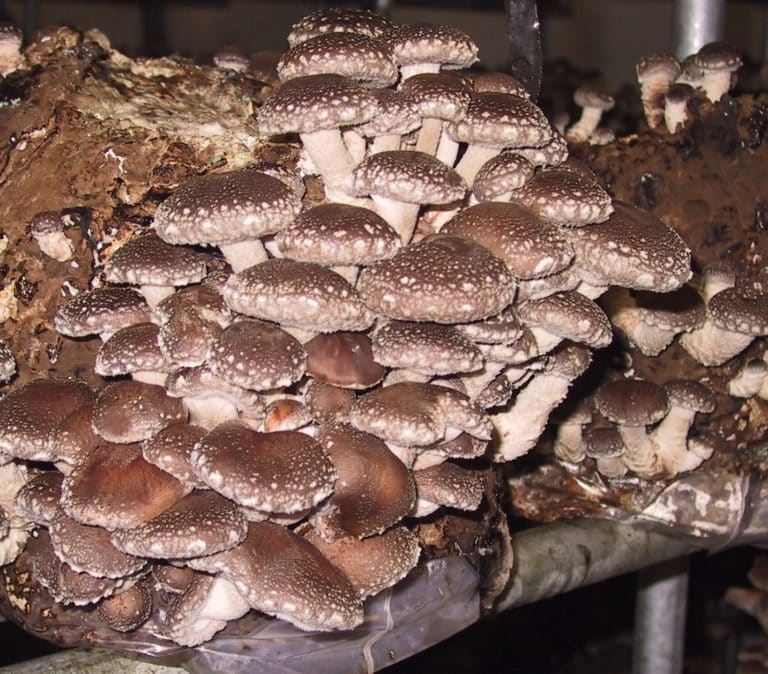 M3776 Lentinula edodes | Mycelia