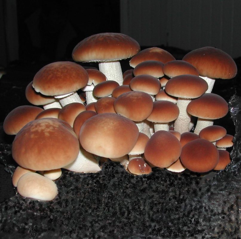 M4101 Cyclocybe aegerita | Mycelia