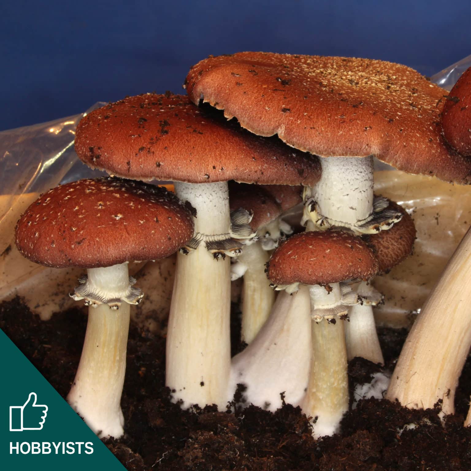 M5012 Stropharia rugoso-annulata | Mycelia