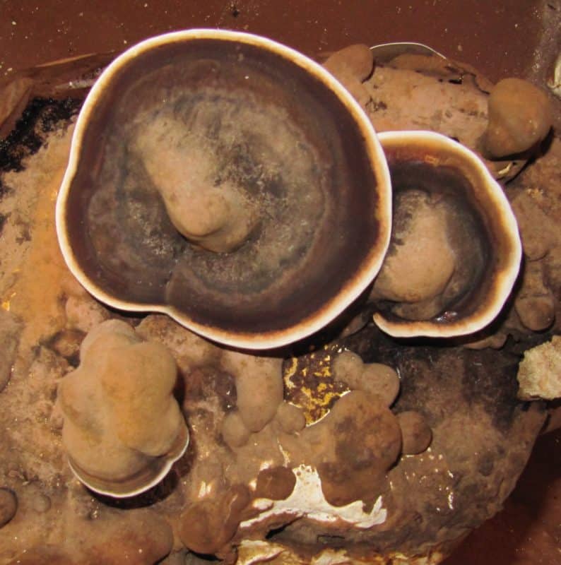 M9710 Ganoderma applanatum | Mycelia