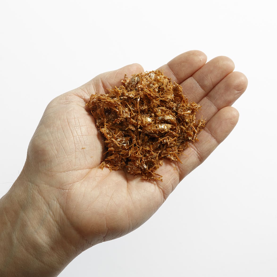 Myco-vision: your mycelium research partner | Mycelia